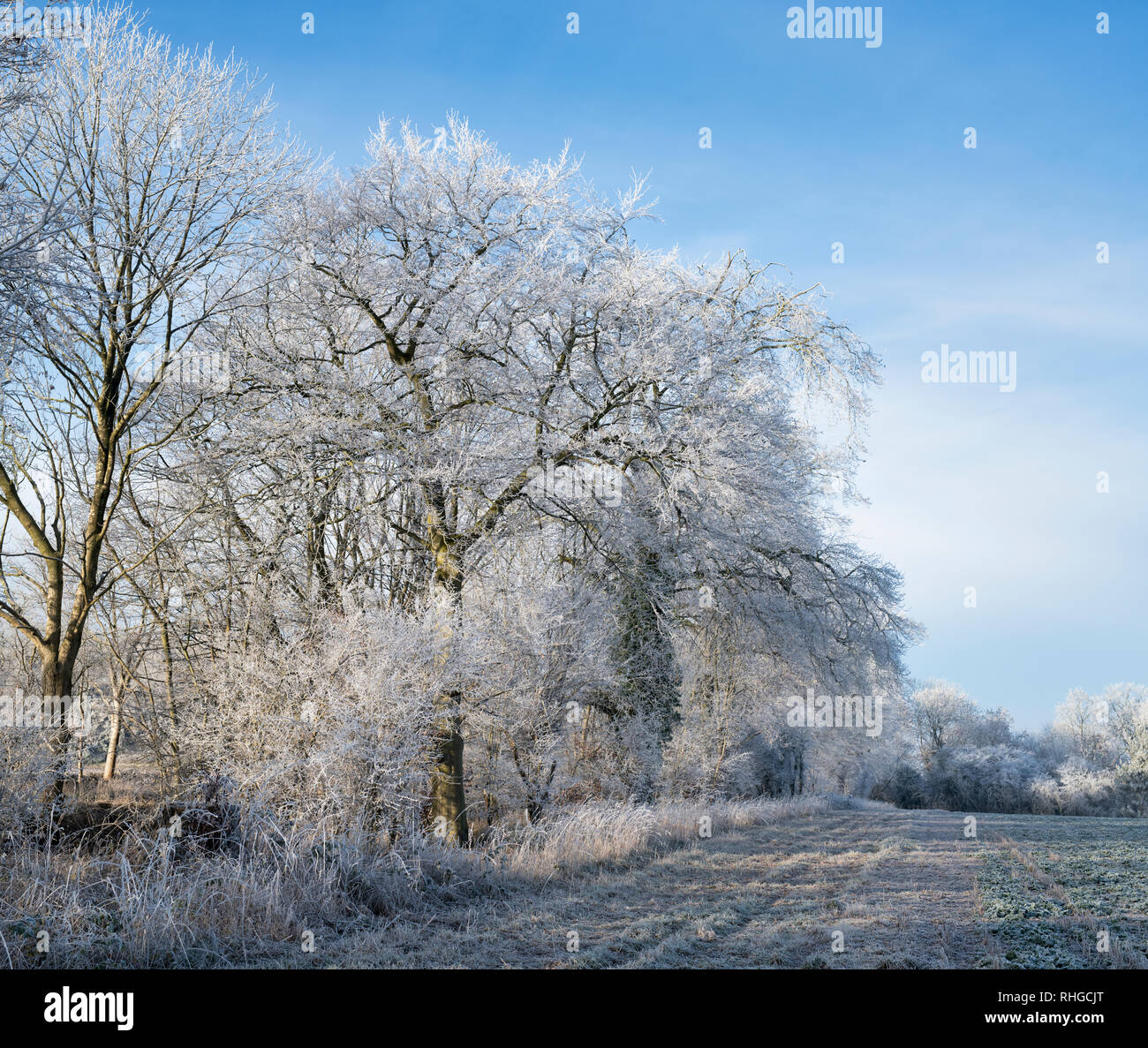 Frost covering on trees hi-res stock photography and images - Alamy