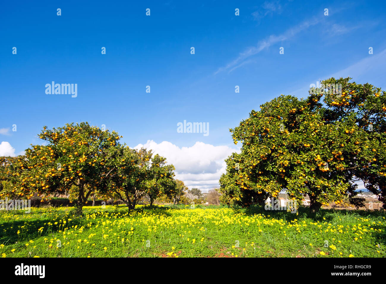 Orange orchard in spring in Portugal Stock Photo - Alamy