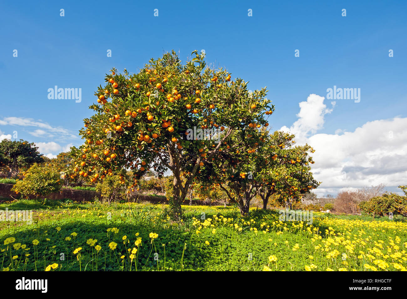Orange orchard in spring in Portugal Stock Photo - Alamy