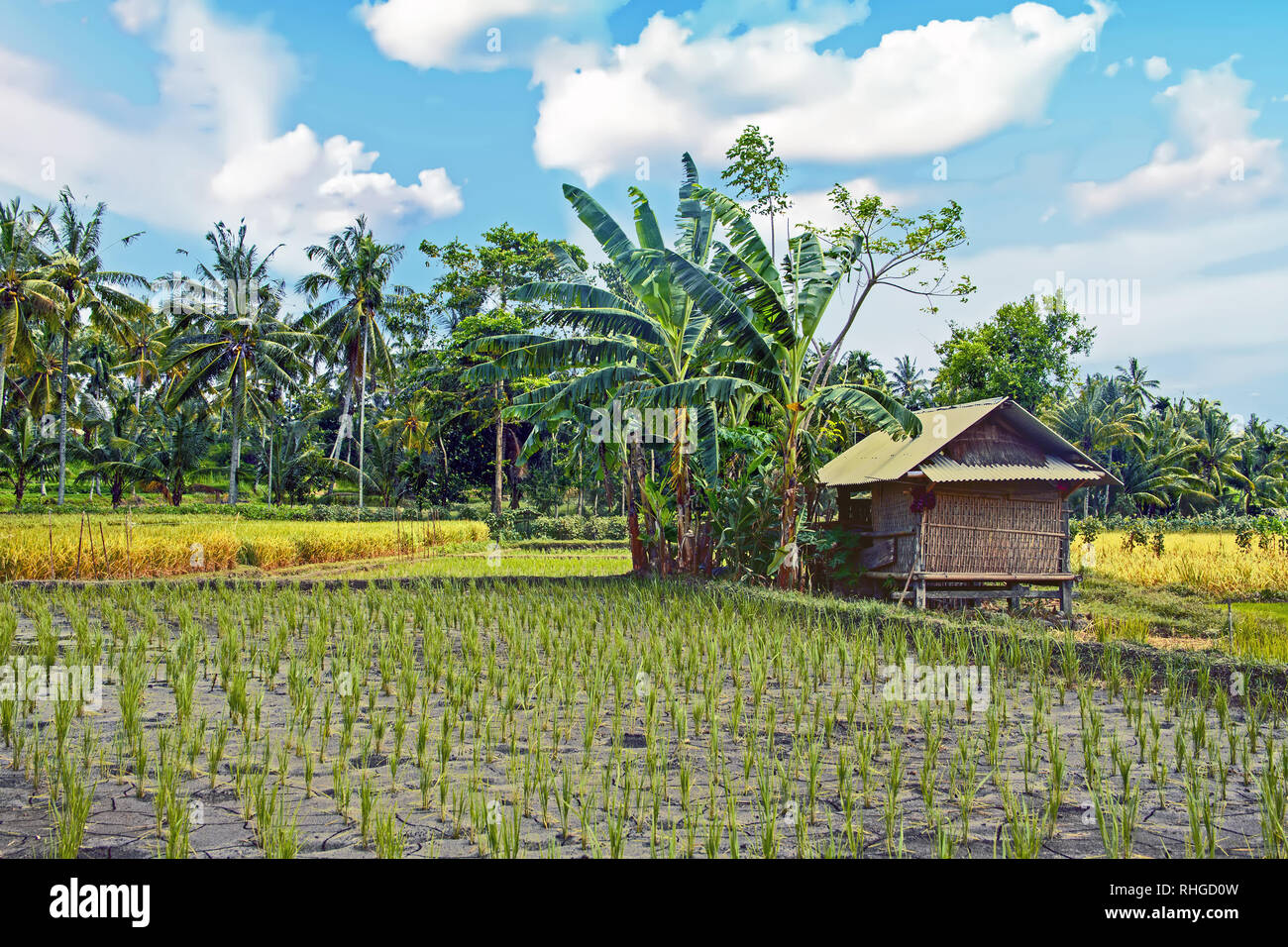 Rice fields on Lombok in Indonesia Stock Photo - Alamy