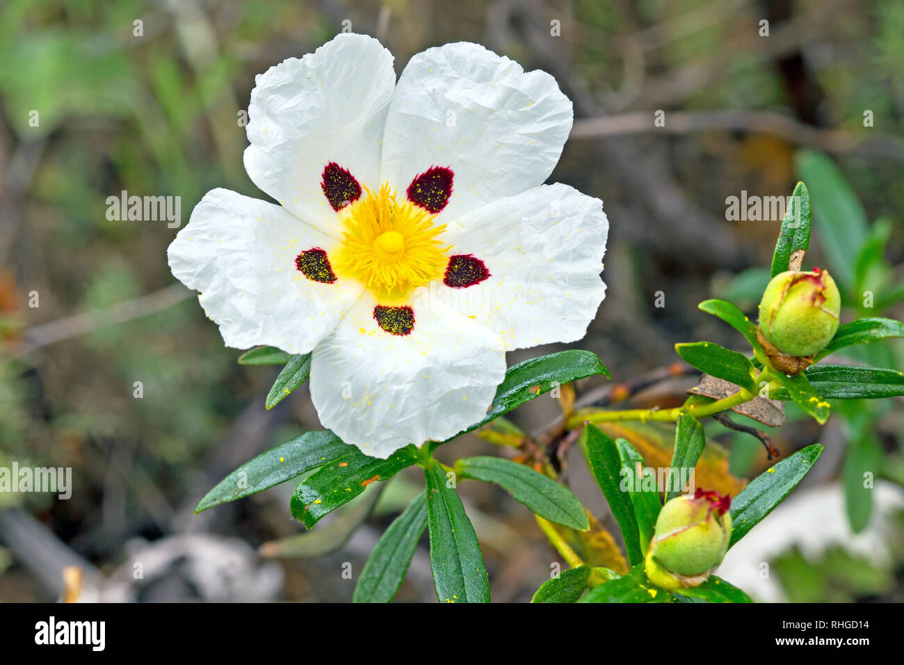 Blossom cistus ladanifer hi-res stock photography and images - Alamy