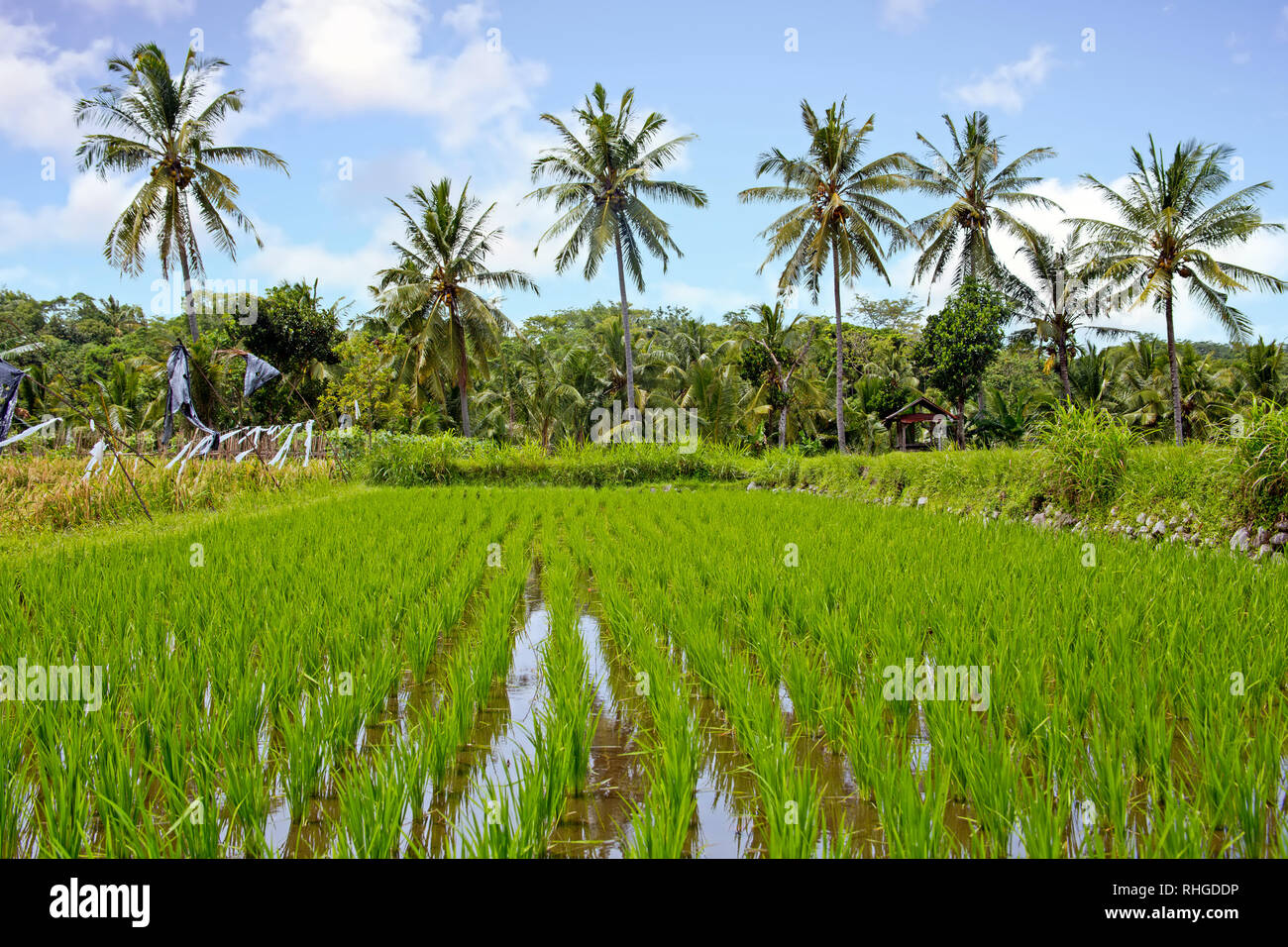 Tropical landscape with rice field on Java Indonesia Asia Stock Photo ...