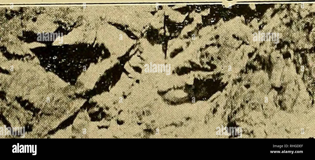 Falla inversa hi-res stock photography and images - Alamy