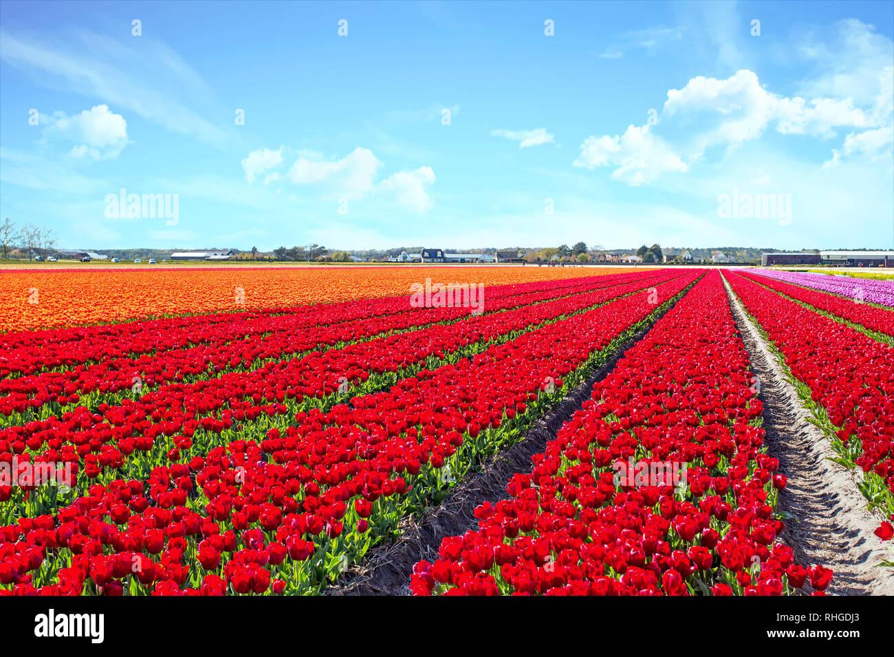Blossoming tulip fields in a dutch landscape in the Netherlands Stock ...