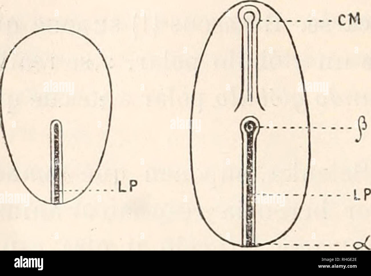 Huevos de mar hi-res stock photography and images - Alamy