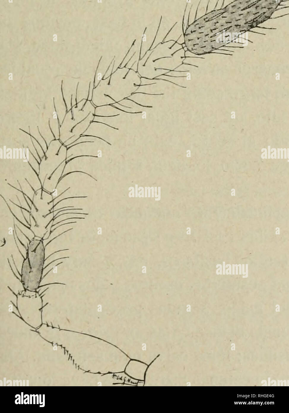 Cara de insecto hi-res stock photography and images - Alamy