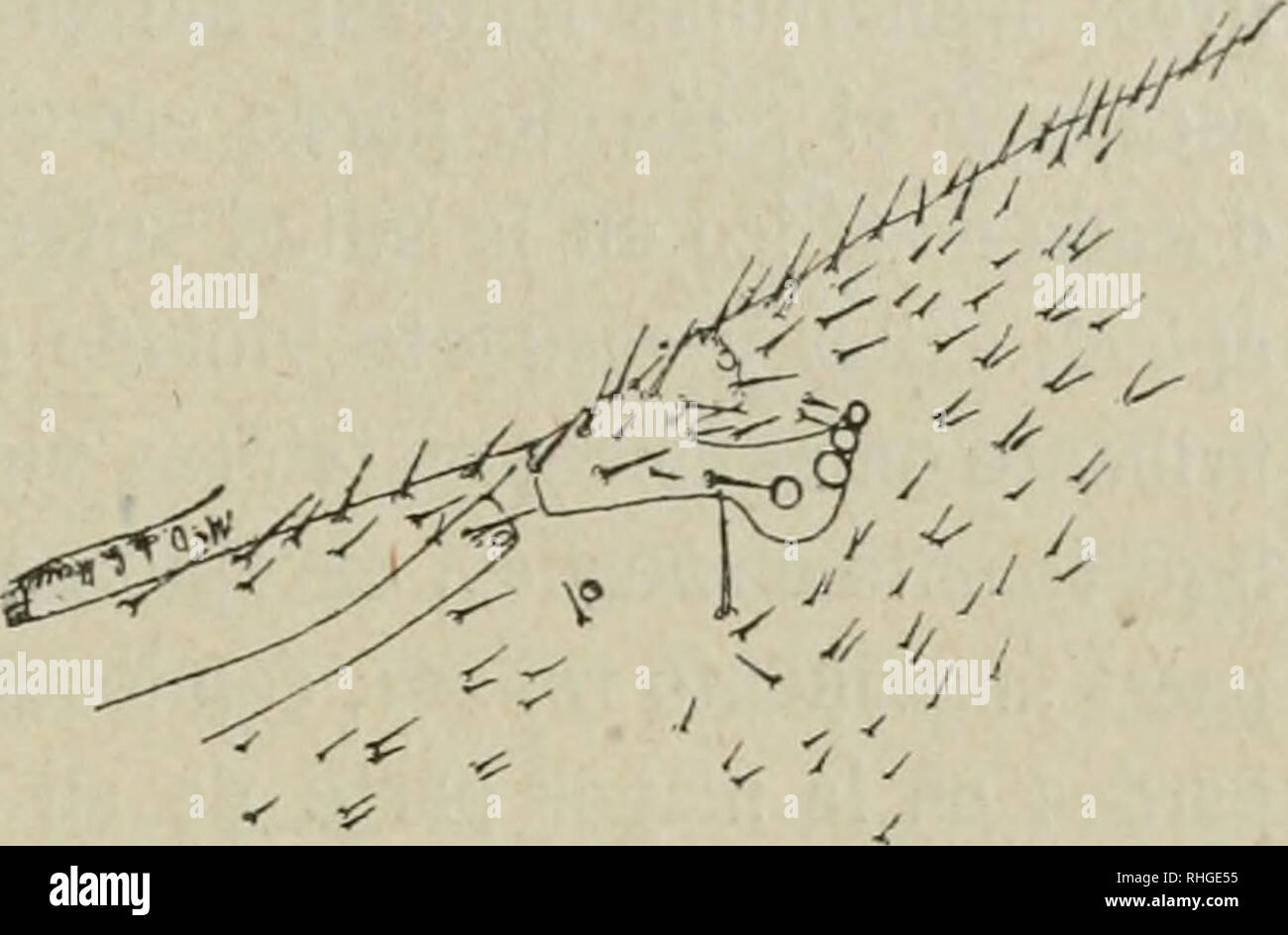 Cara de insecto hi-res stock photography and images - Alamy