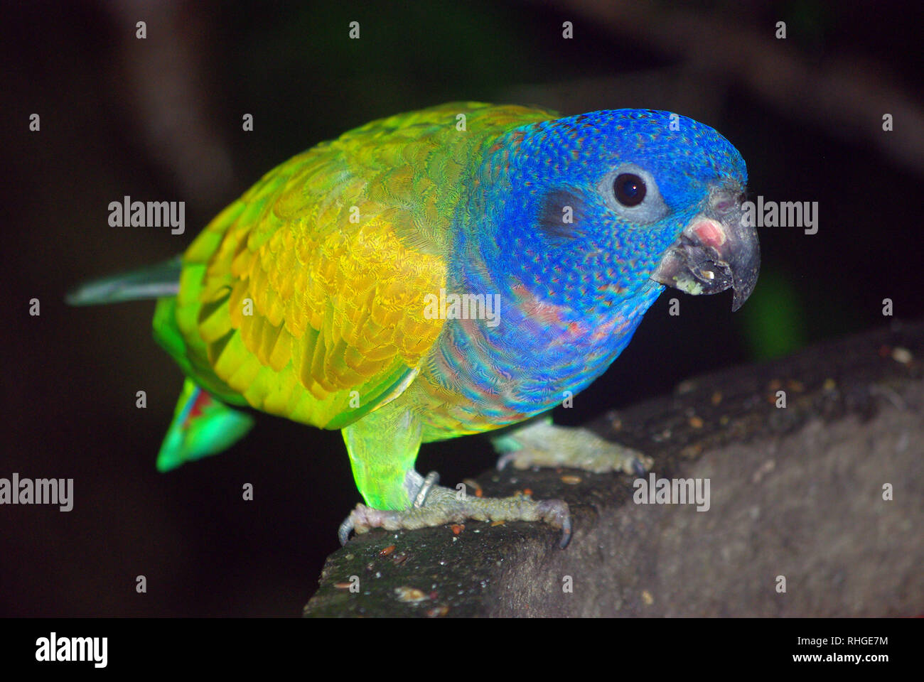 Blue-headed parrot (Pionus menstruus Stock Photo - Alamy