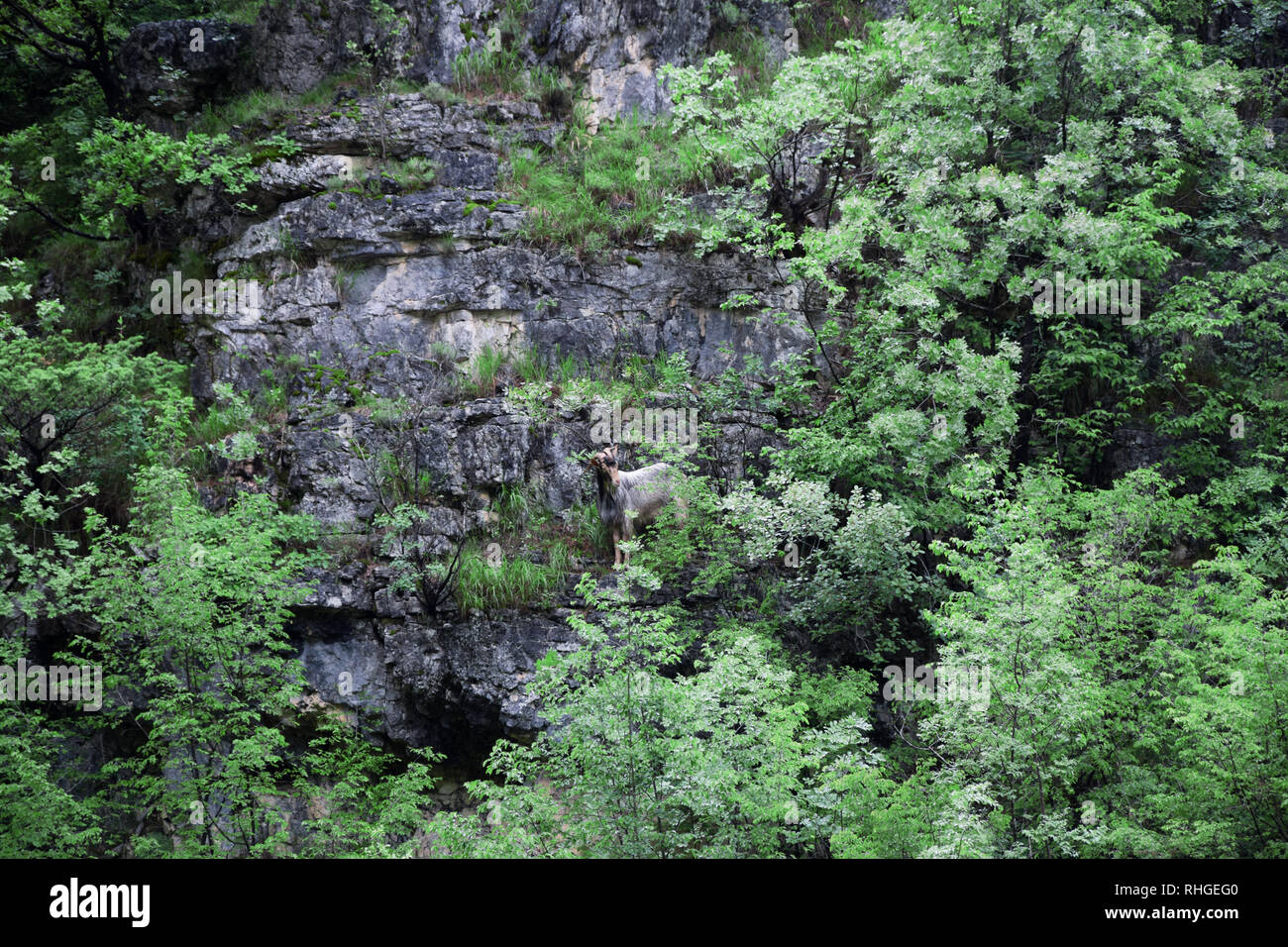 Mountain goat climbing on rock wall. Gorge of Cem river in north ...