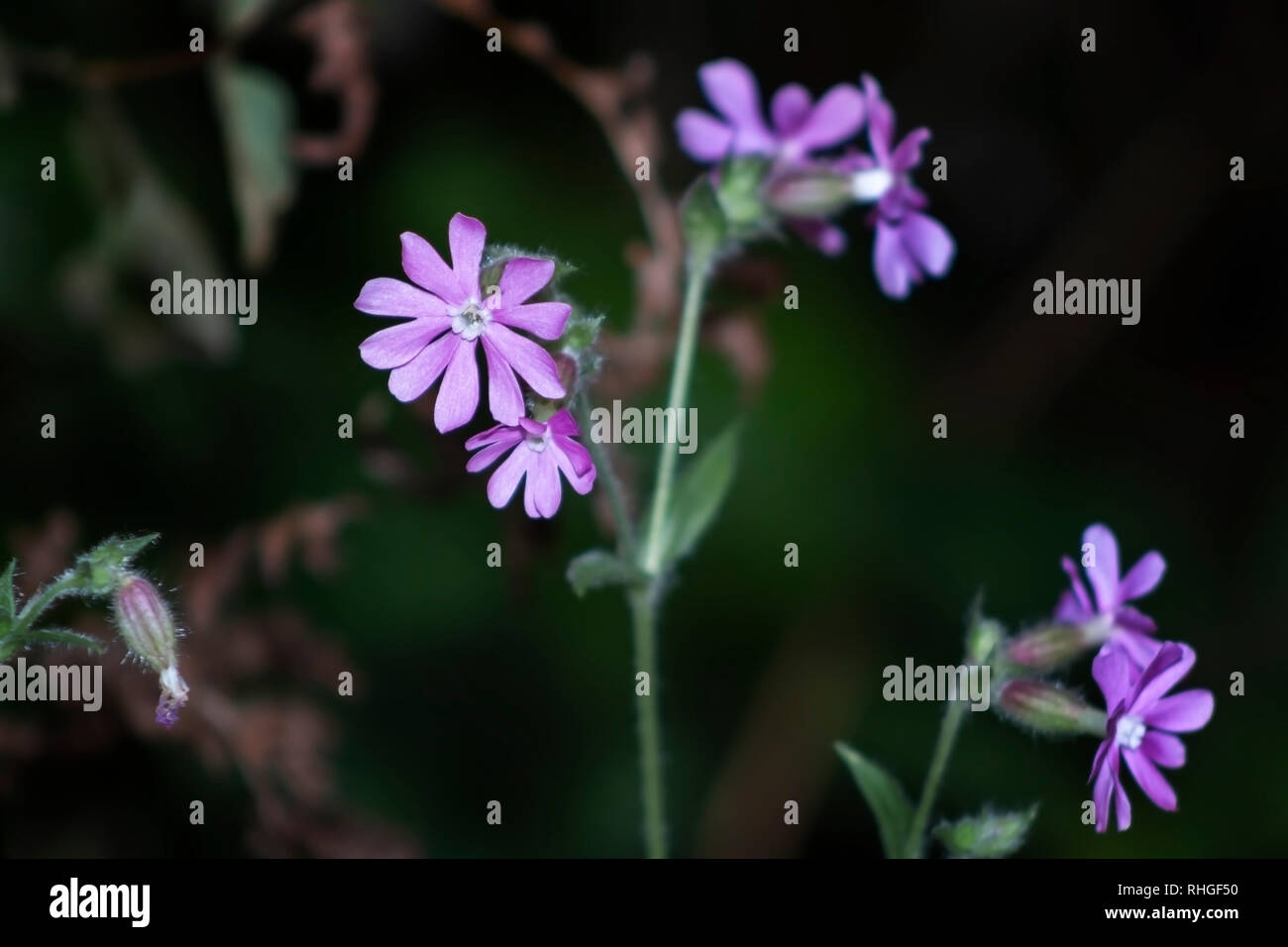 Red campion flower hi-res stock photography and images - Alamy