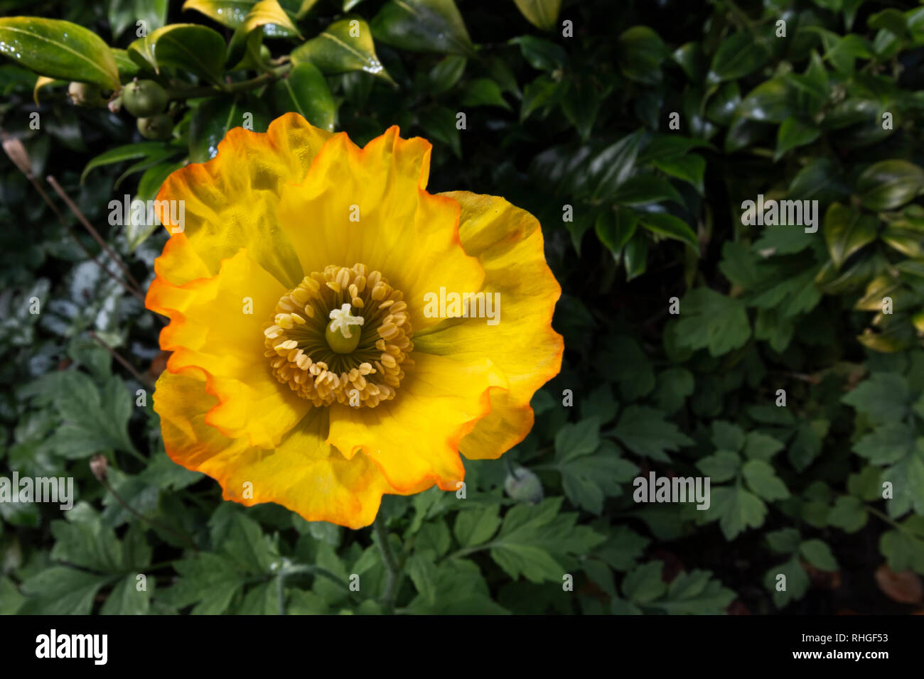 Golden poppy hi-res stock photography and images - Alamy