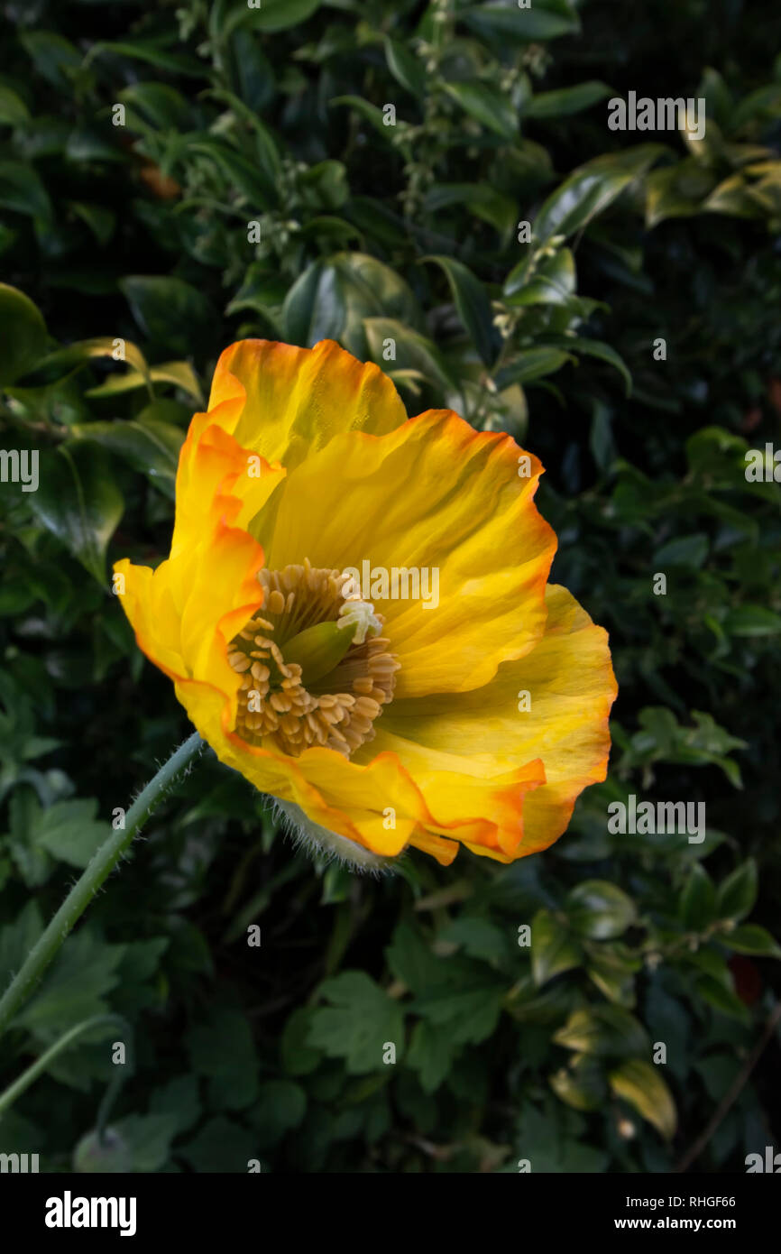 Golden poppy flower in a garden Stock Photo - Alamy