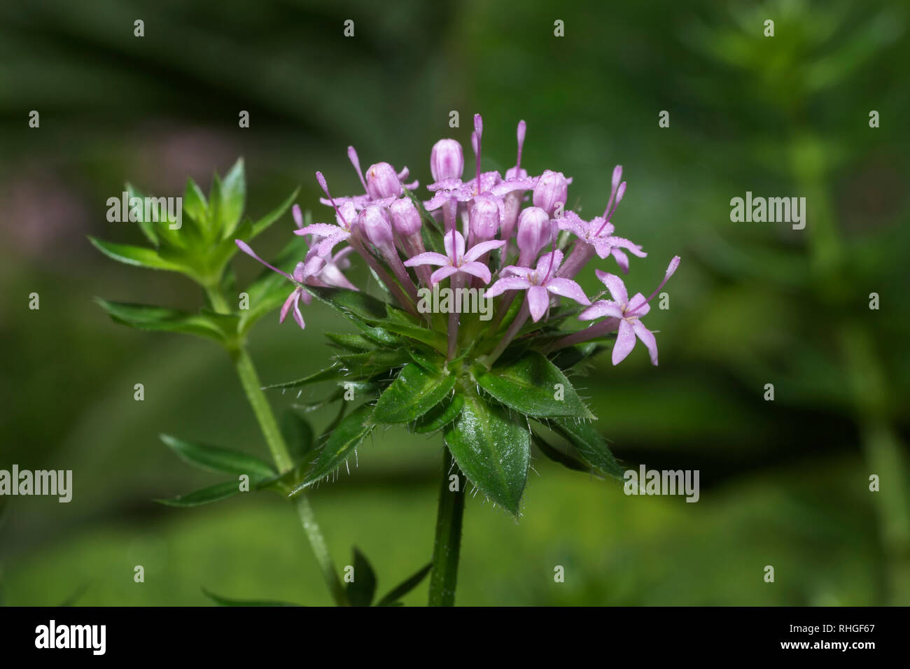 Small star shaped flowers hi-res stock photography and images - Alamy