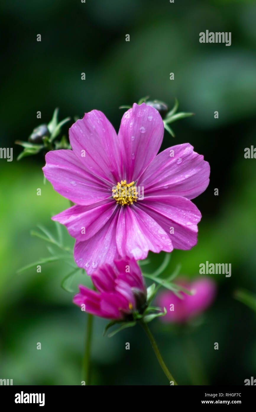 Mexican aster cosmos bipinnatus hi-res stock photography and images - Alamy
