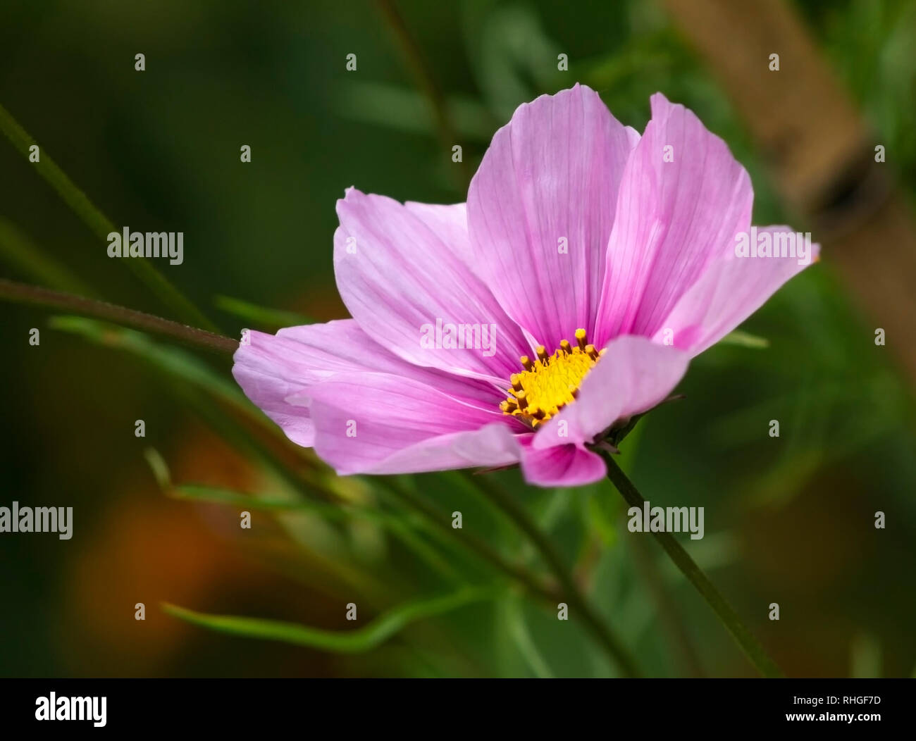 Image of pink cosmos flower hi-res stock photography and images - Alamy