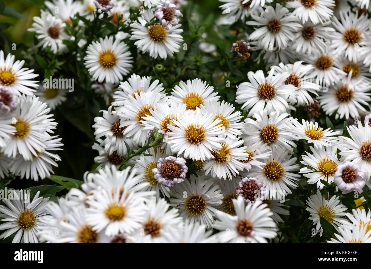 Colourful daisy flowers plants hi-res stock photography and images - Alamy