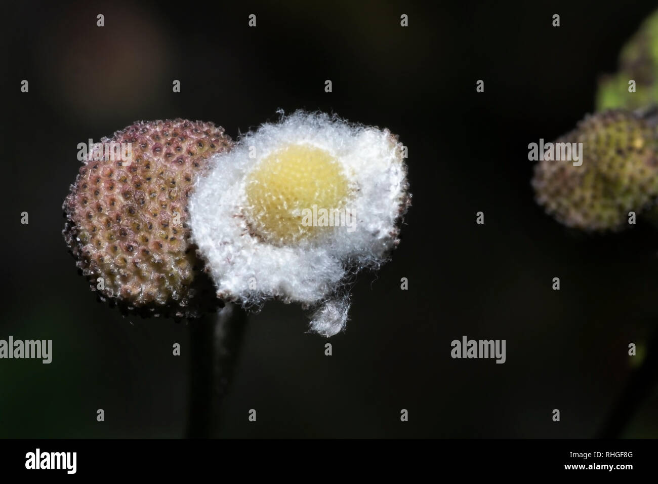 White fluffy seeds hi-res stock photography and images - Alamy