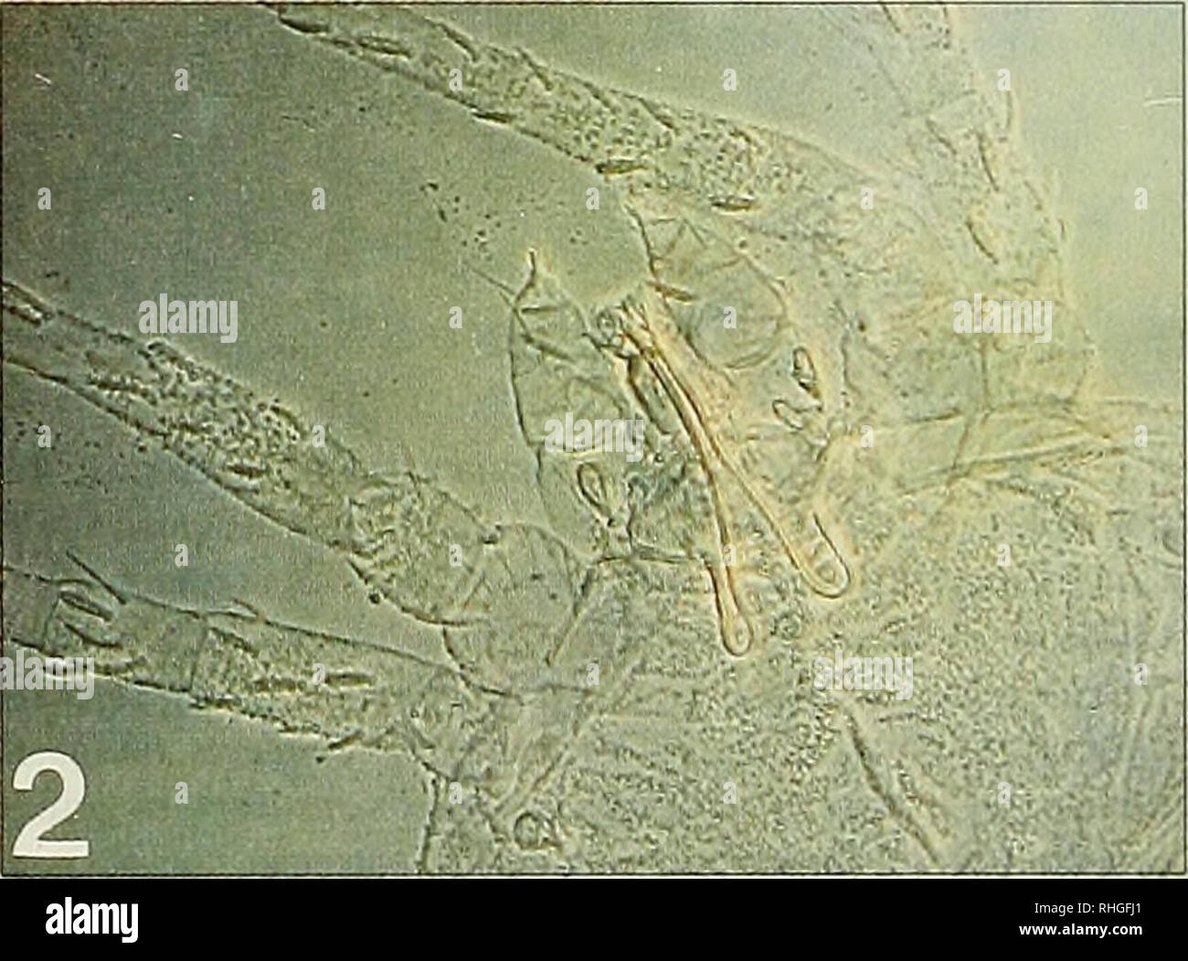 Acalitus hi-res stock photography and images - Alamy