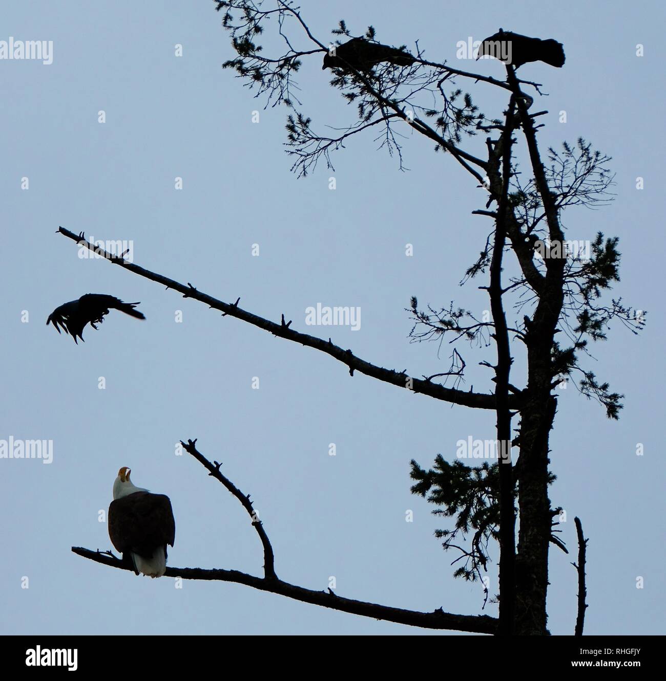 Eagle on the tree hi-res stock photography and images - Alamy