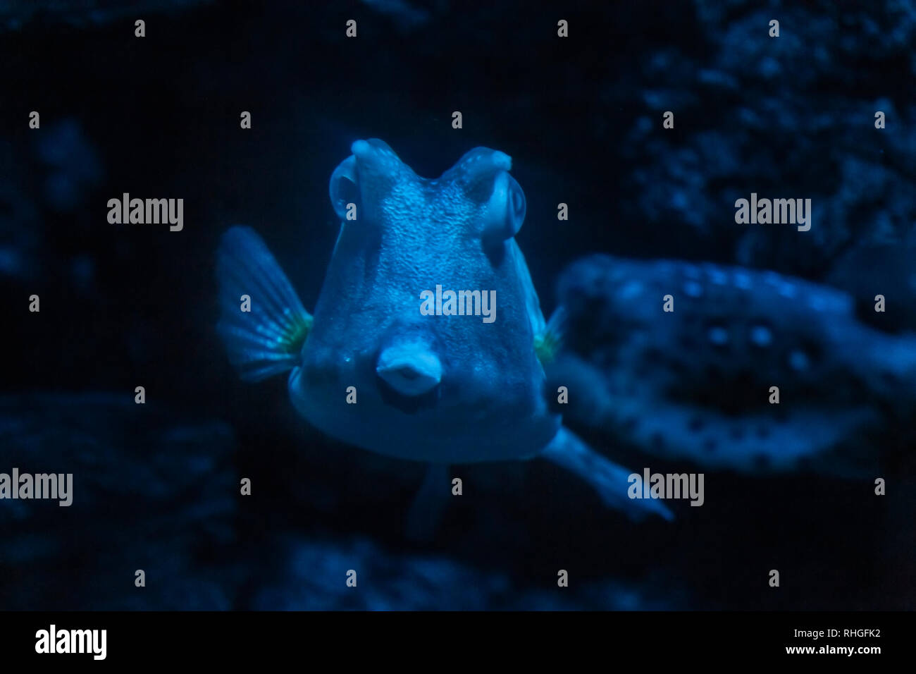 Grey fish hi-res stock photography and images - Alamy