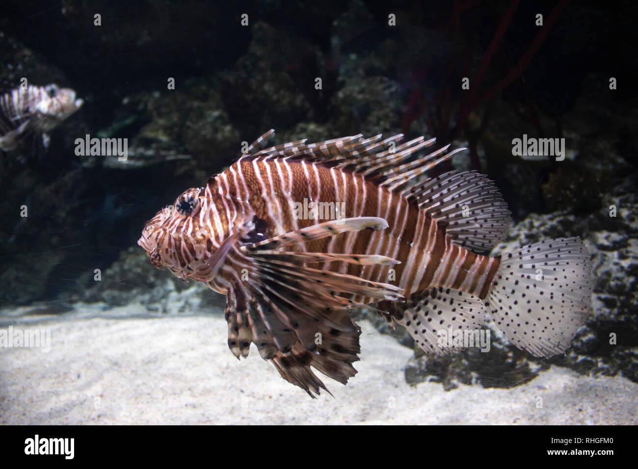 Uk sea creatures hi-res stock photography and images - Alamy