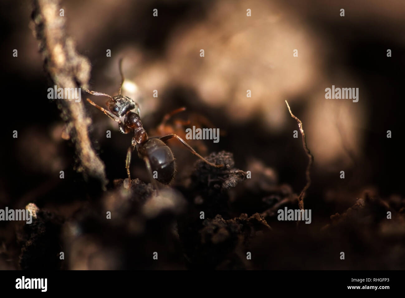 Helping up roots hi-res stock photography and images - Alamy