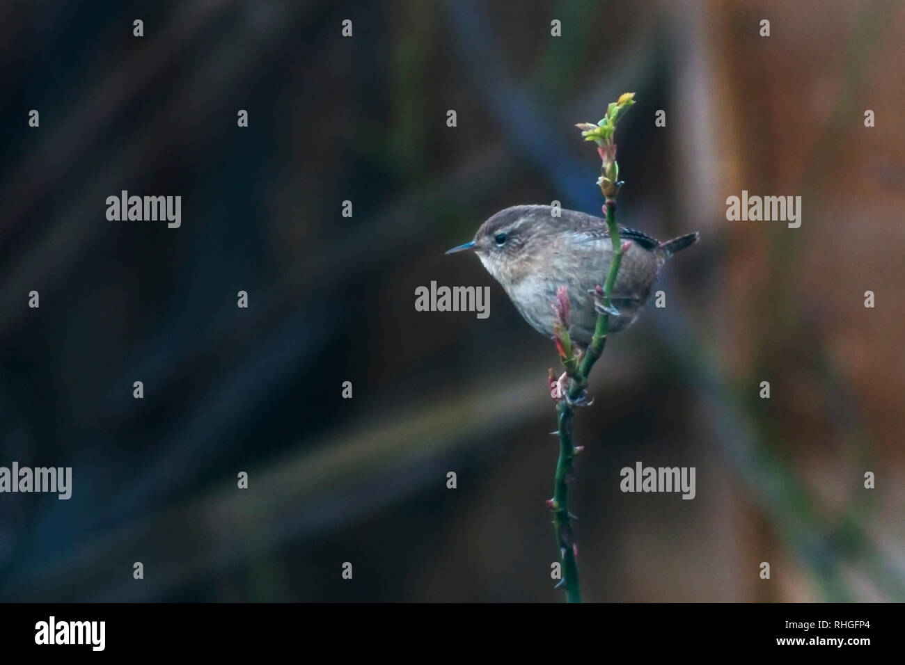 Wren uk garden hi-res stock photography and images - Alamy
