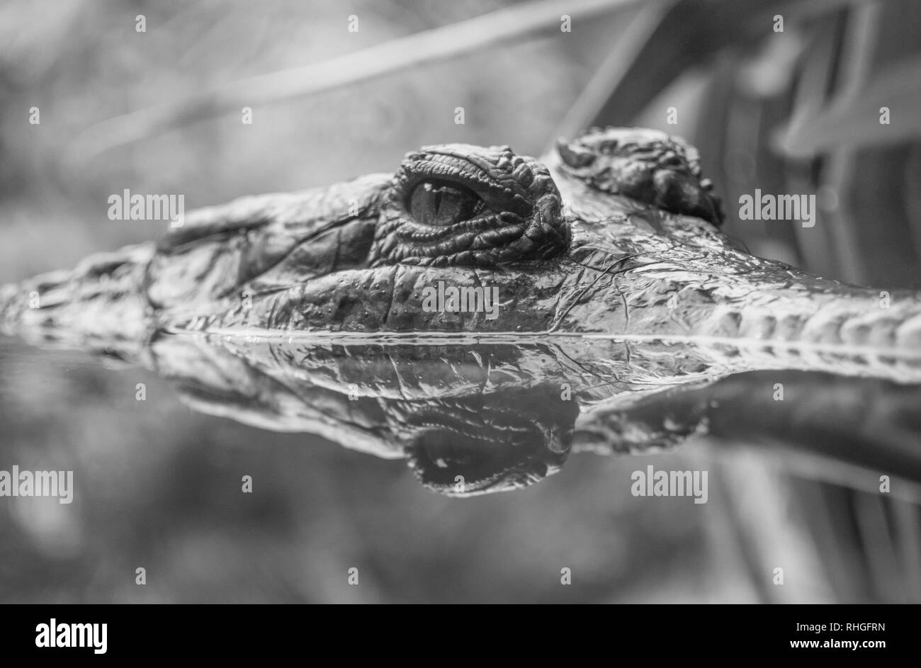 Beautiful Crocodile portrait reflection. Wildlife portraits Stock Photo ...