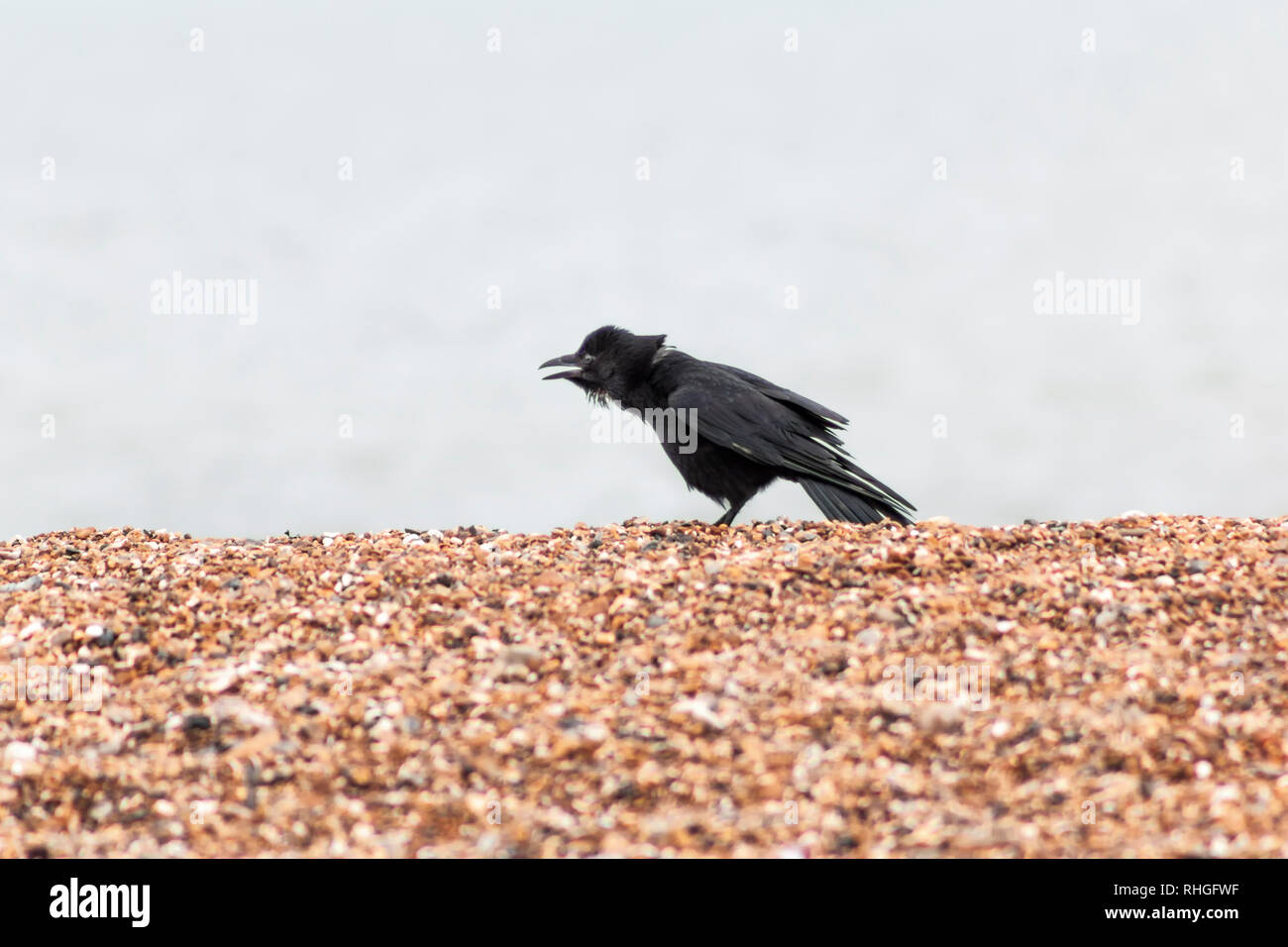 Uk crow hi-res stock photography and images - Alamy