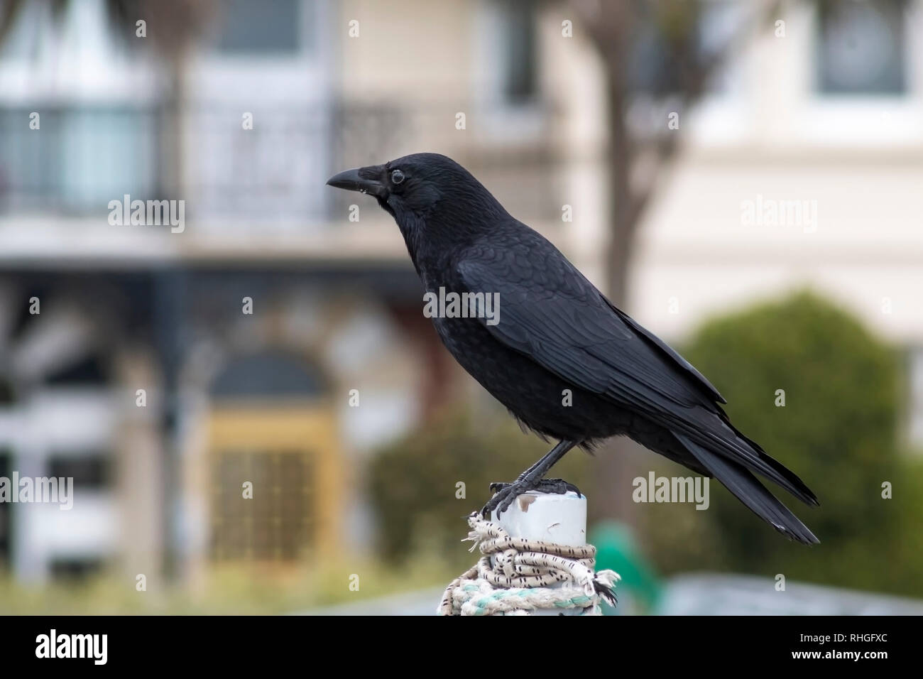 Crow uk hi-res stock photography and images - Alamy