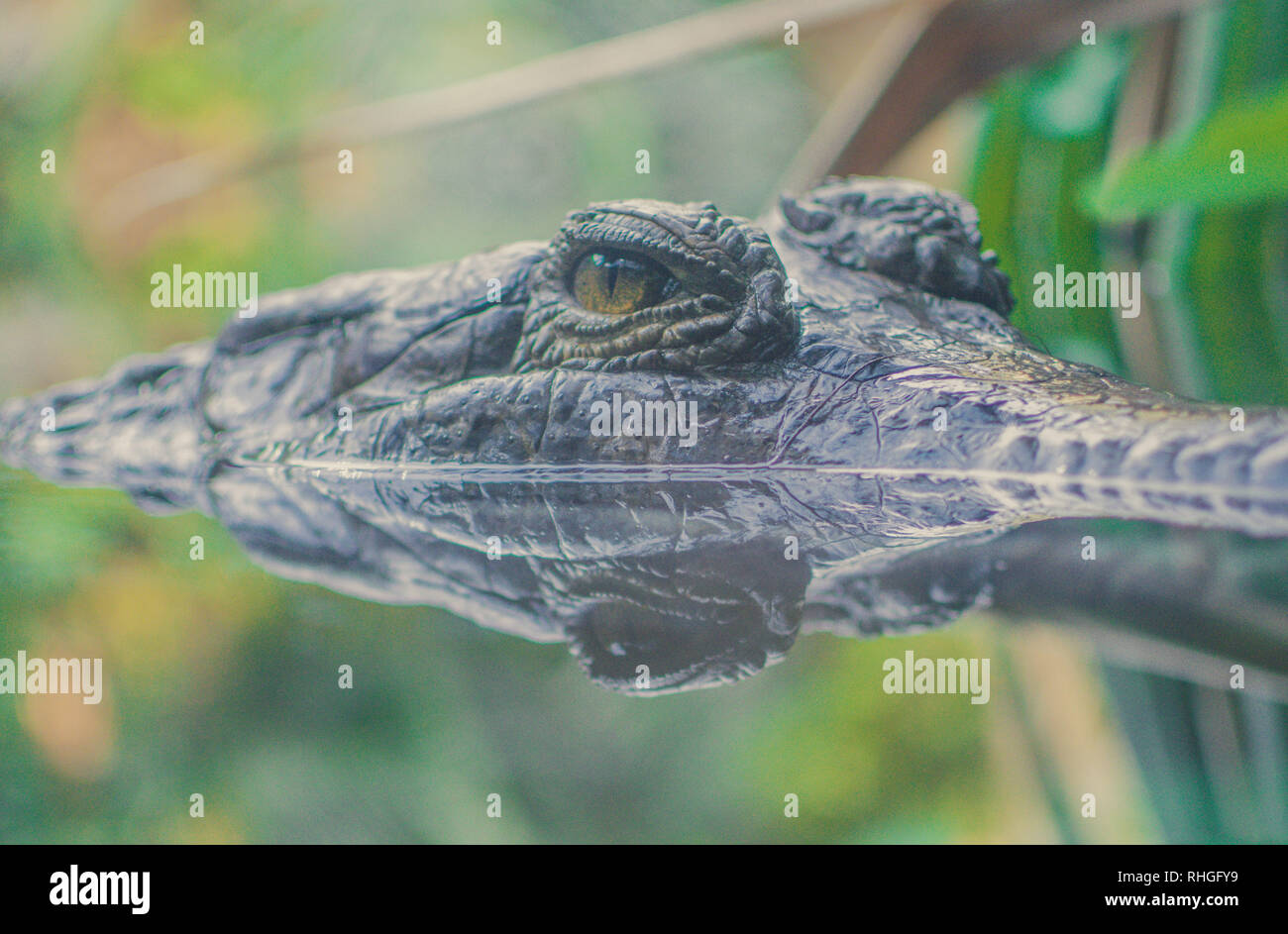 Beautiful Crocodile portrait reflection. Wildlife portraits Stock Photo ...