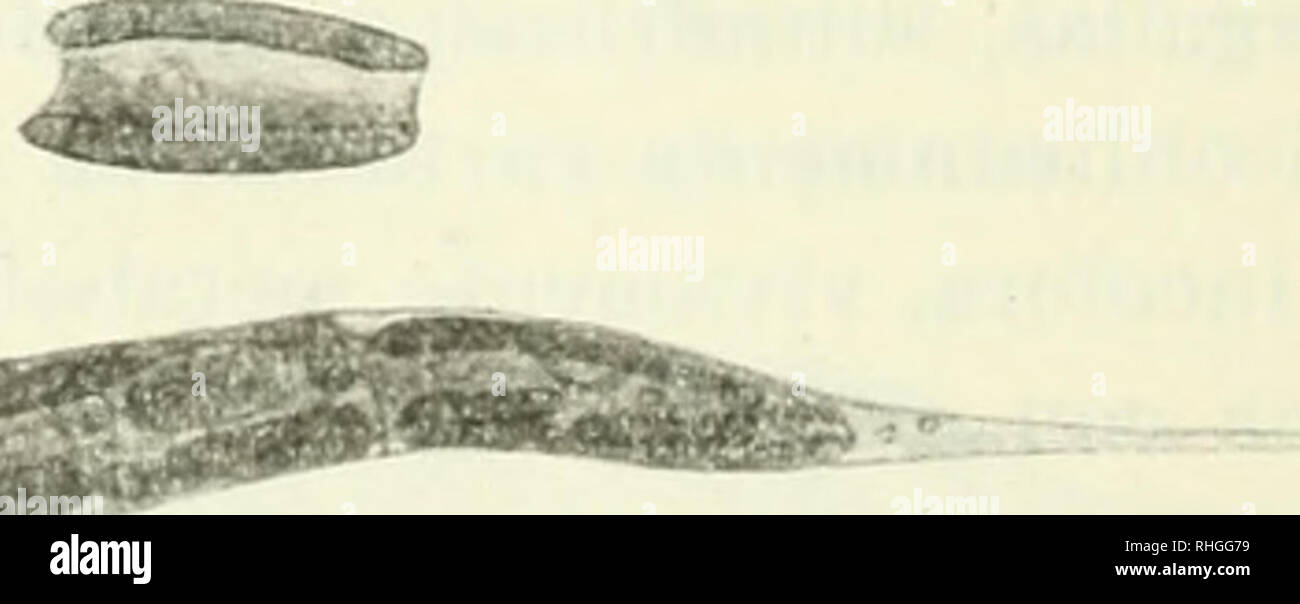 Células alargadas hi-res stock photography and images - Alamy