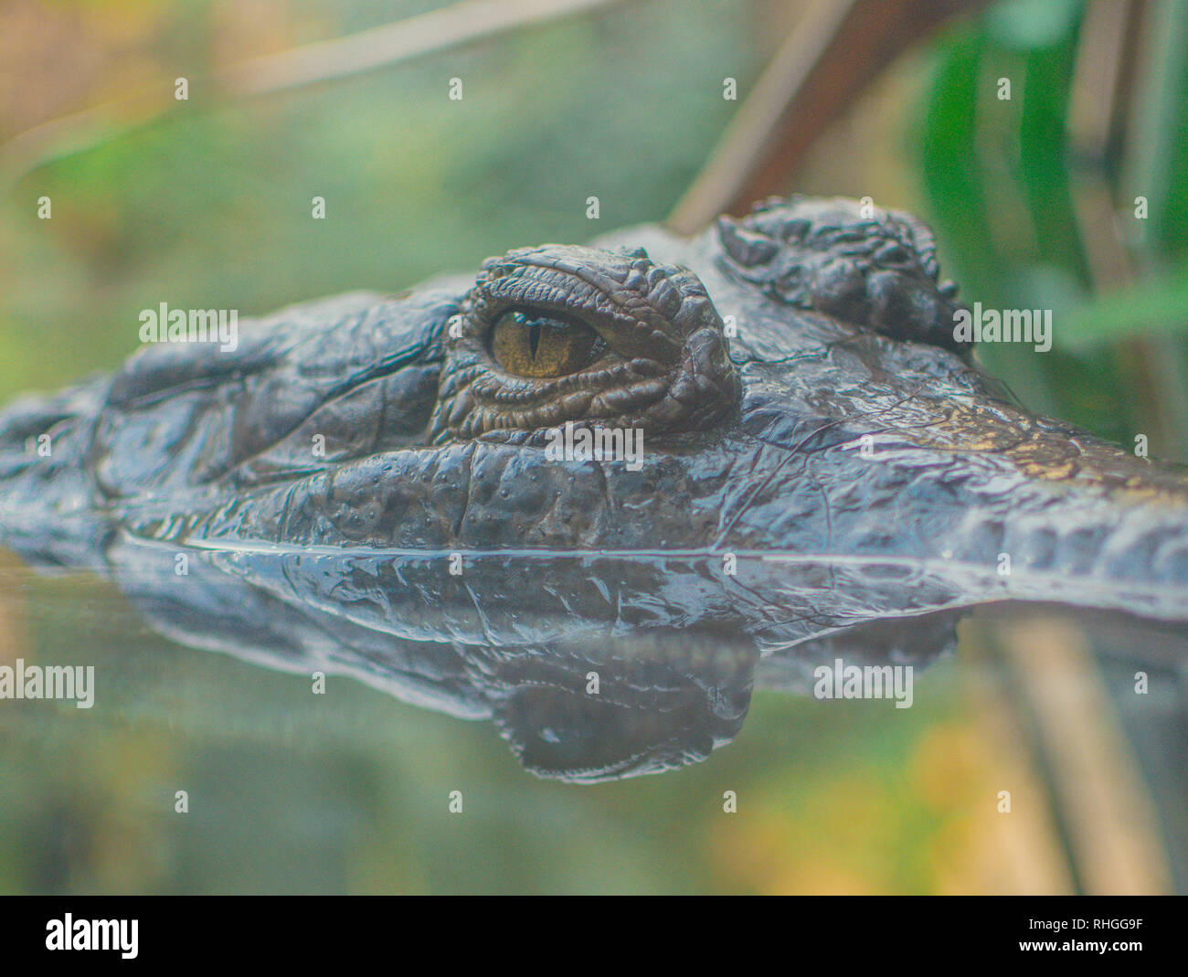 Beautiful Crocodile portrait reflection. Wildlife portraits Stock Photo ...