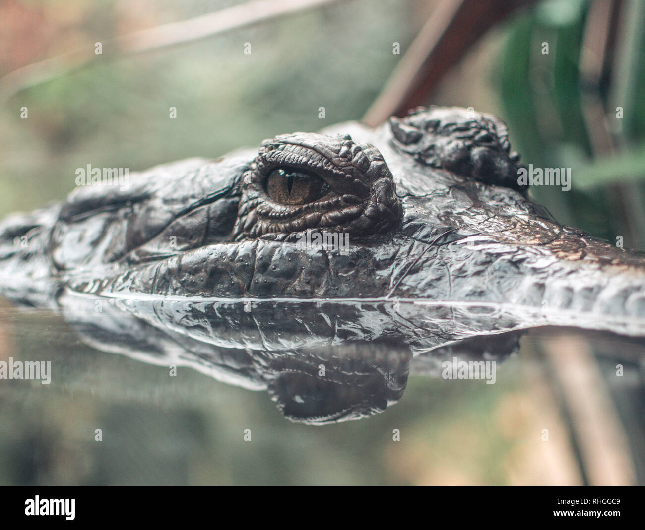 Beautiful Crocodile portrait reflection. Wildlife portraits Stock Photo ...