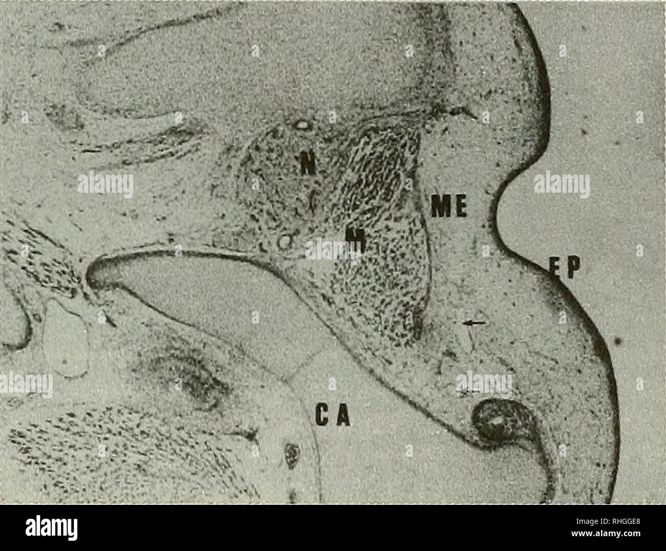 Estructura de la retina hi-res stock photography and images - Alamy