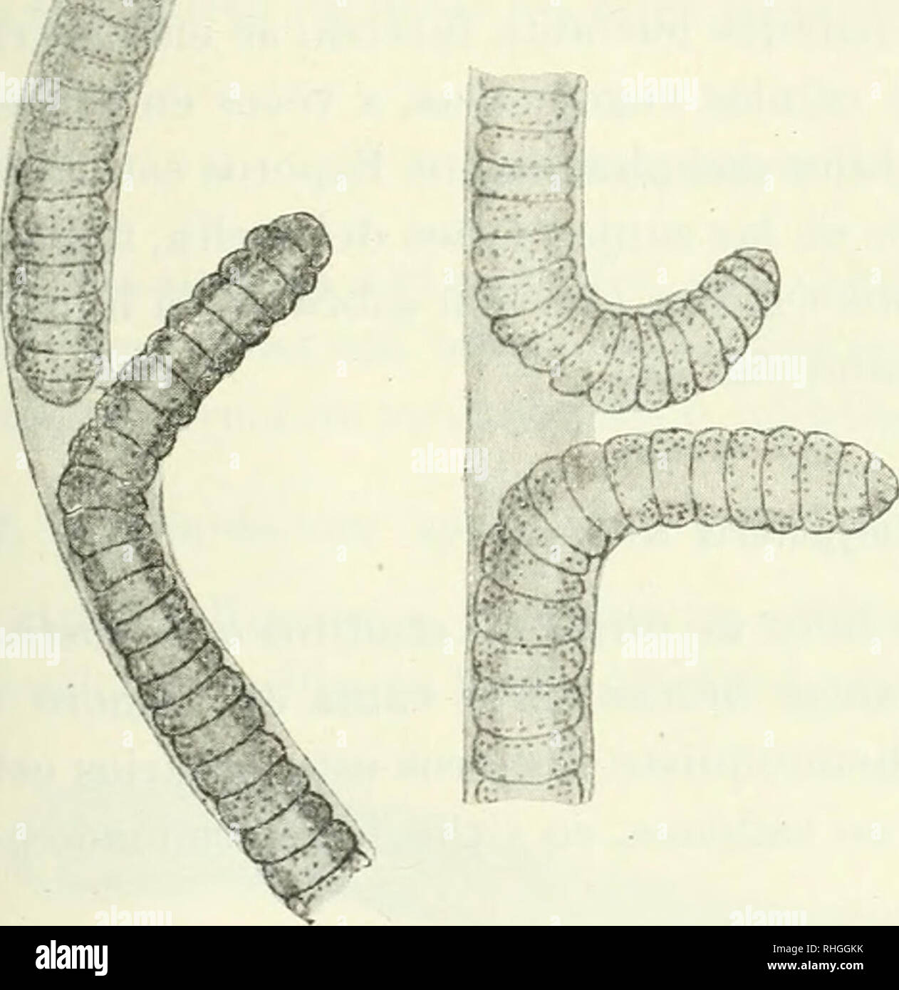 . Boletín. Science. ESTUDIOS HIDROBIOLOGICOS : SCHIZOPHYCEAB 12 ...
