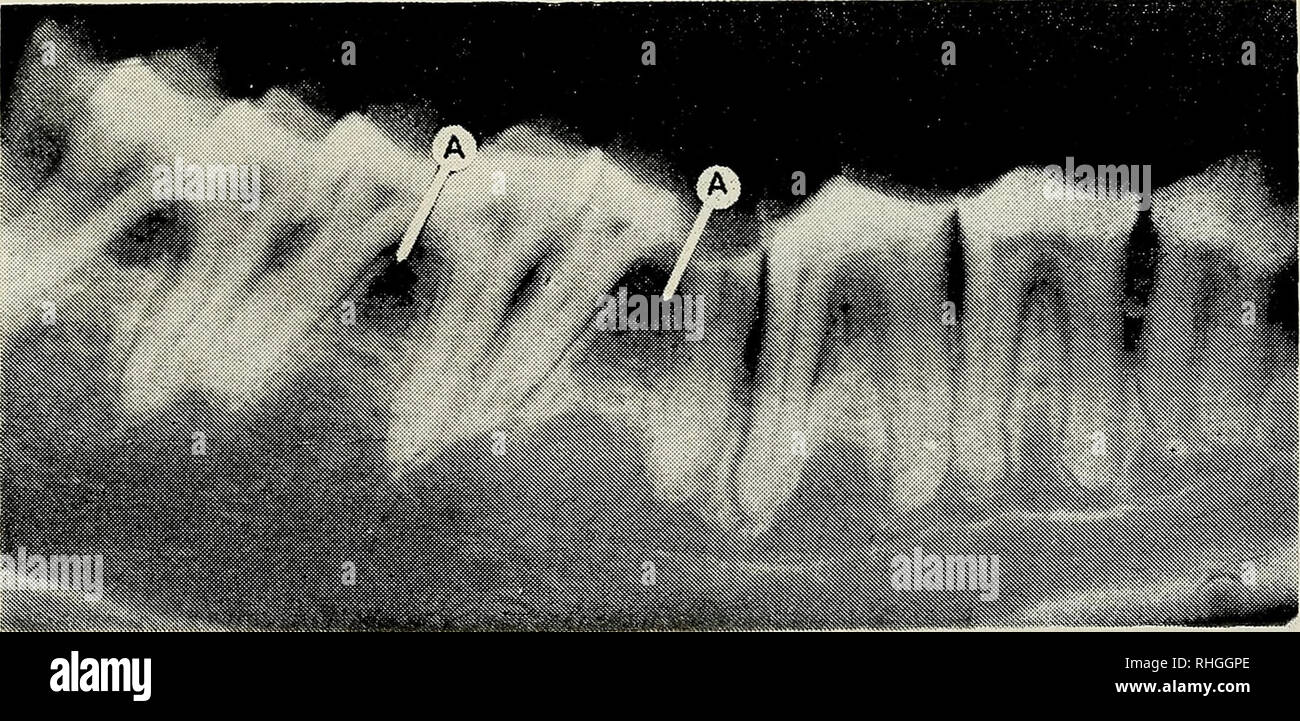 Cresta alveolar hi-res stock photography and images - Alamy