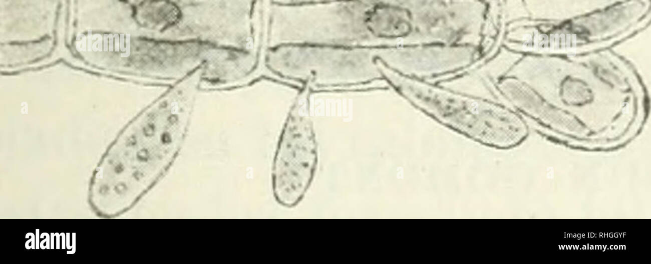 Células de la vaina hi-res stock photography and images - Alamy