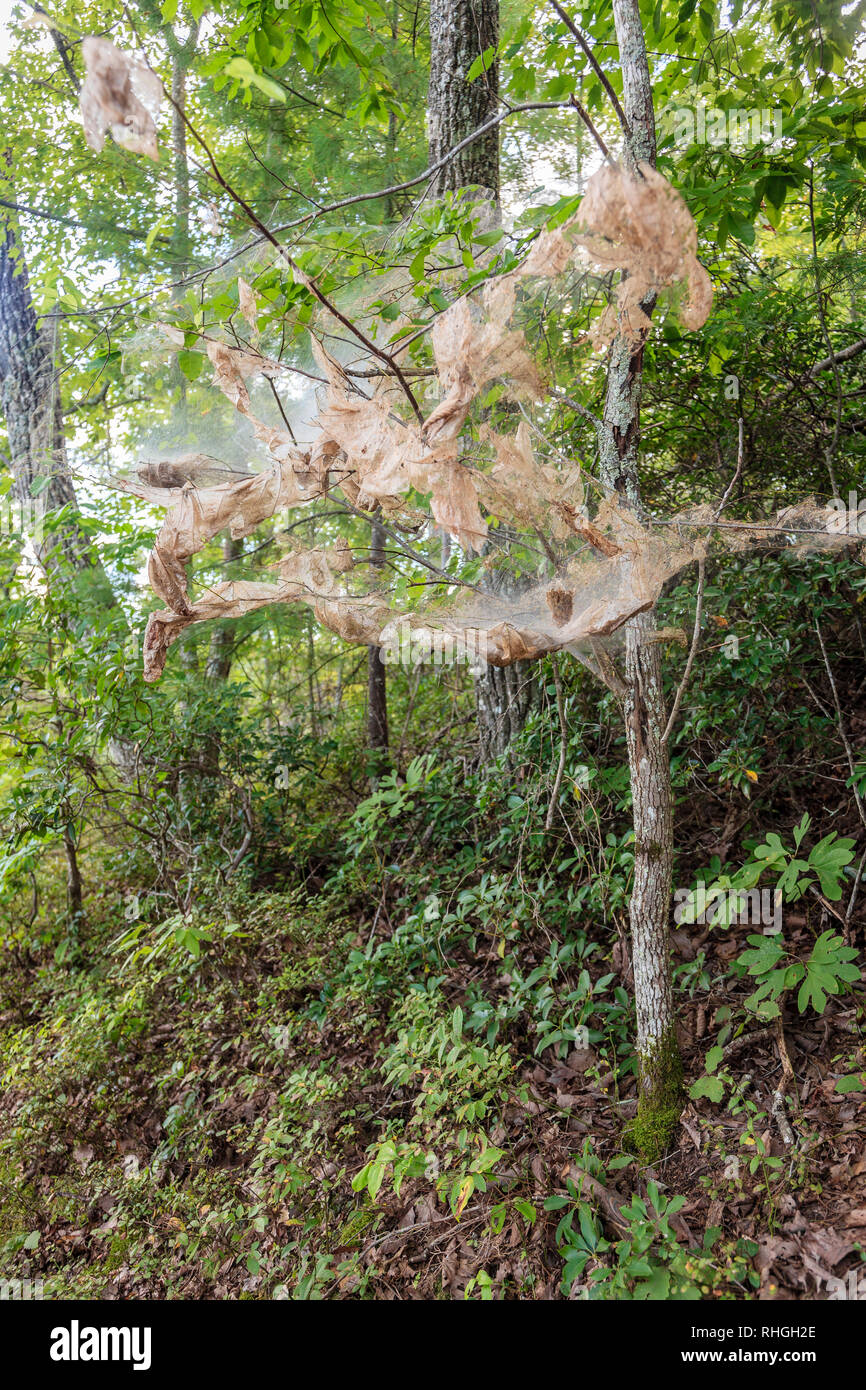 Fall webworm webbing around trees in Red River Gorge in Kentucky Stock ...