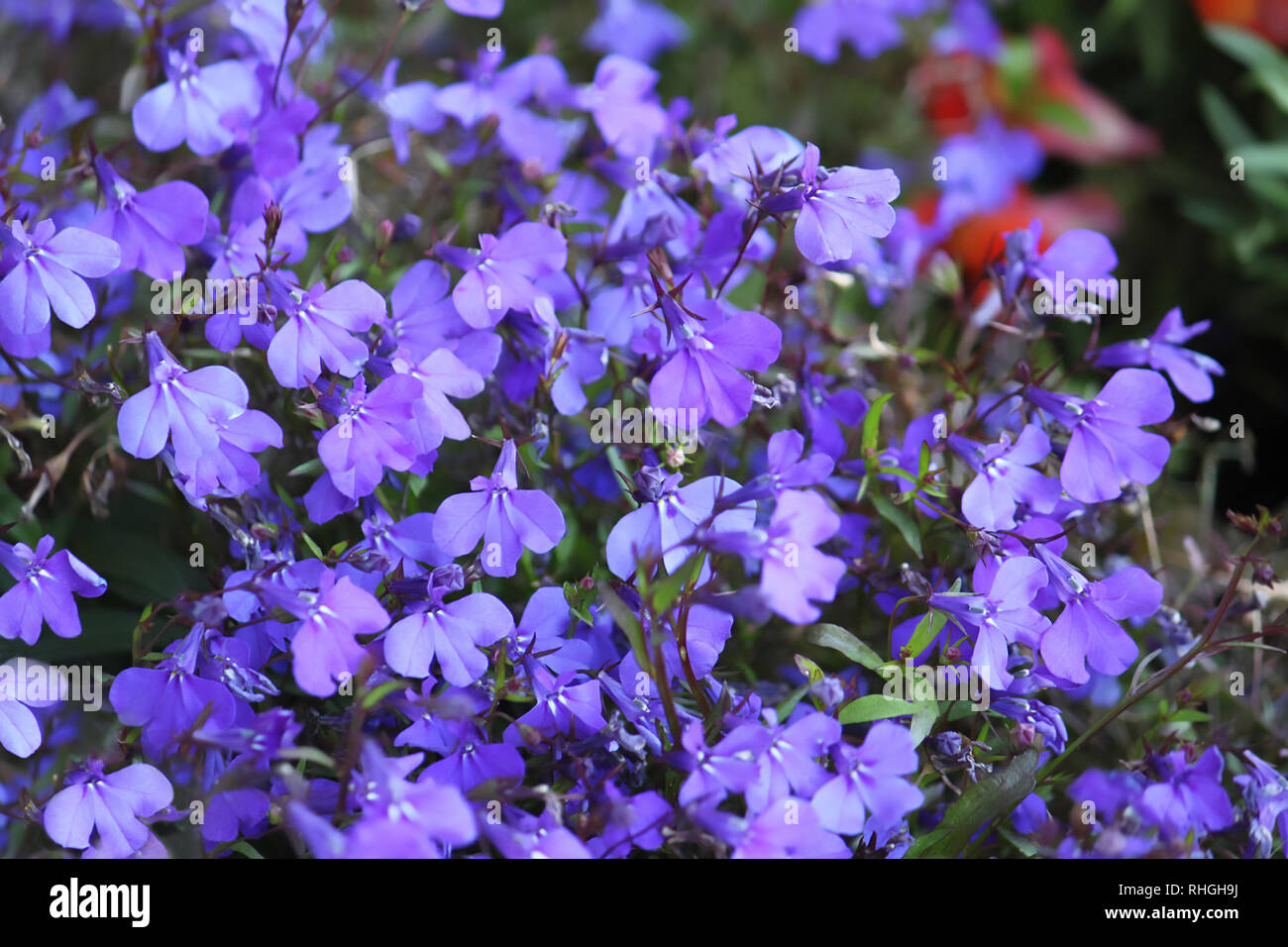 beautiful bright blue flowers Stock Photo - Alamy