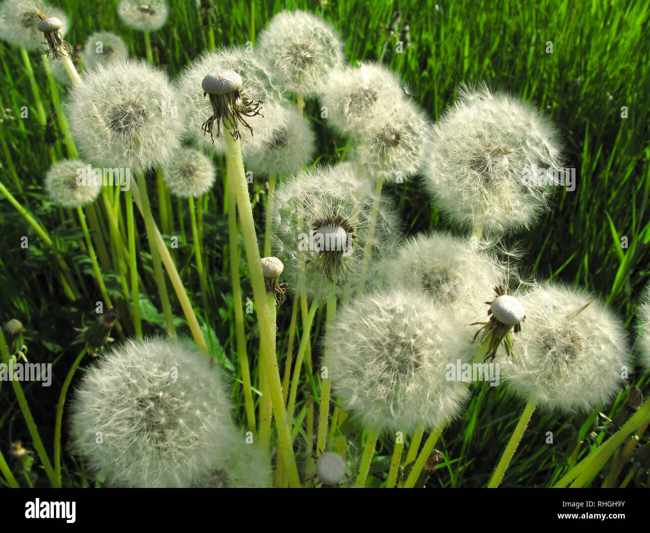 Closeup of beautiful white dandelions Stock Photo - Alamy