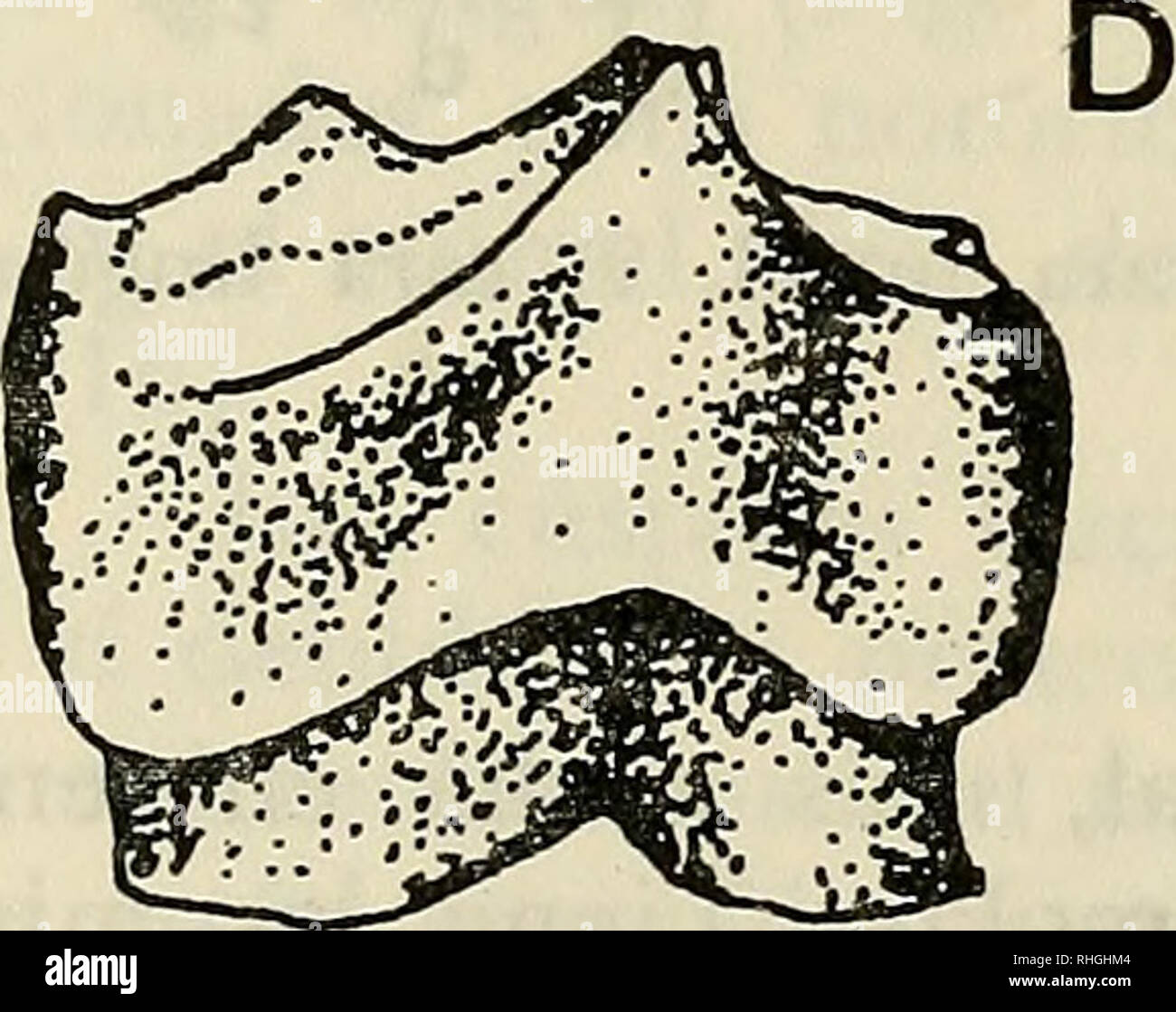 Primer premolar inferior hi-res stock photography and images - Alamy