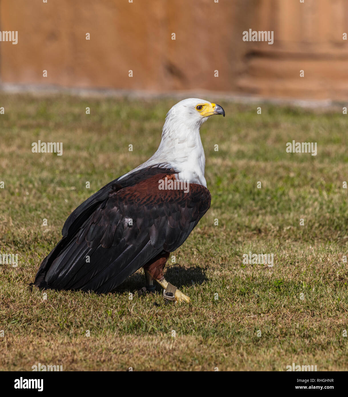 Haliaeetus vocifer (family: Accipitridae). Common name: african fish ...