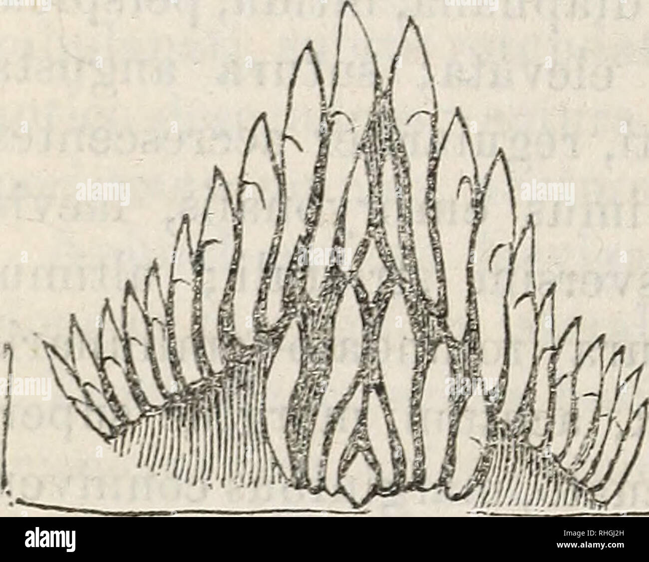 Concha en forma de cono hi-res stock photography and images - Alamy