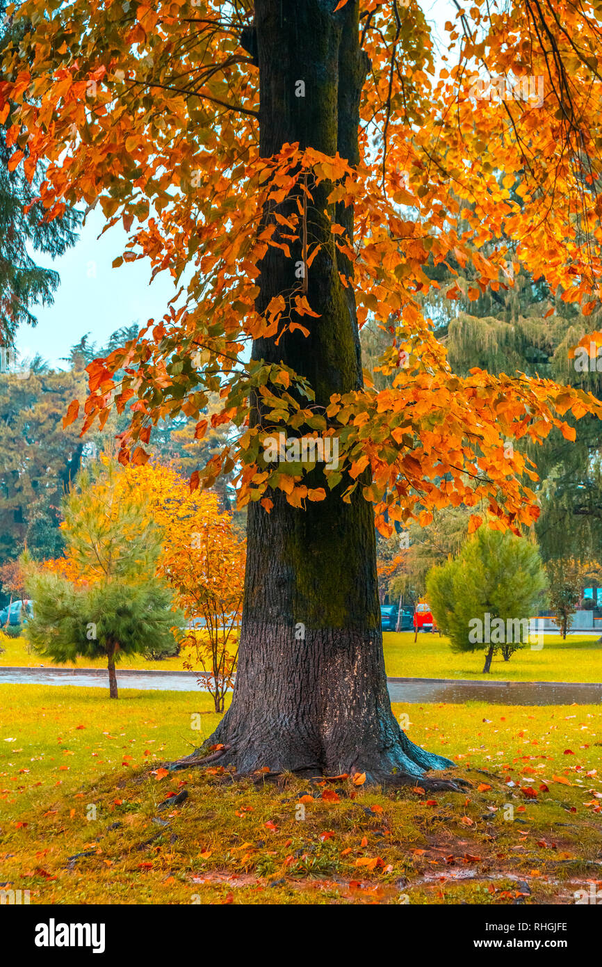 yellow leaves on a tree in autumn in the park of Batumi, Georgia Stock ...