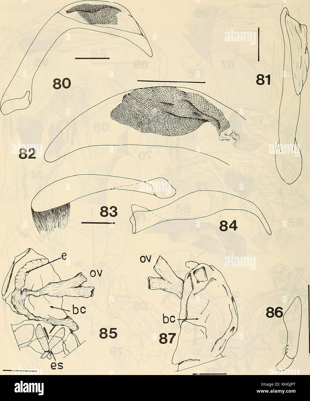Oviducto hi-res stock photography and images - Alamy