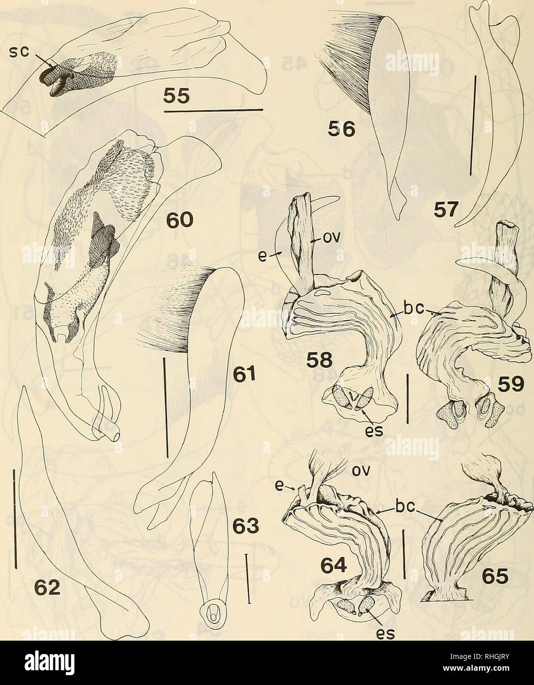 Oviducto hi-res stock photography and images - Alamy