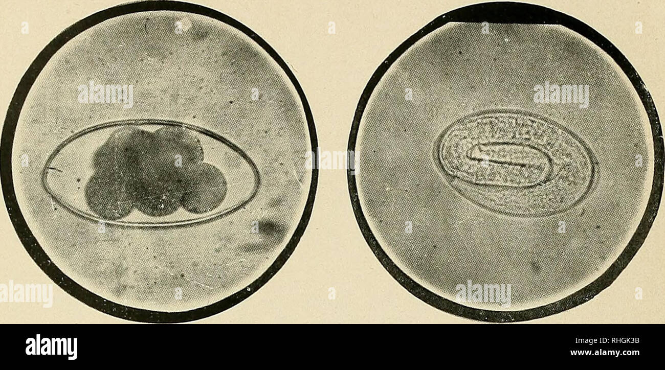 Larva de huevo hi-res stock photography and images - Alamy