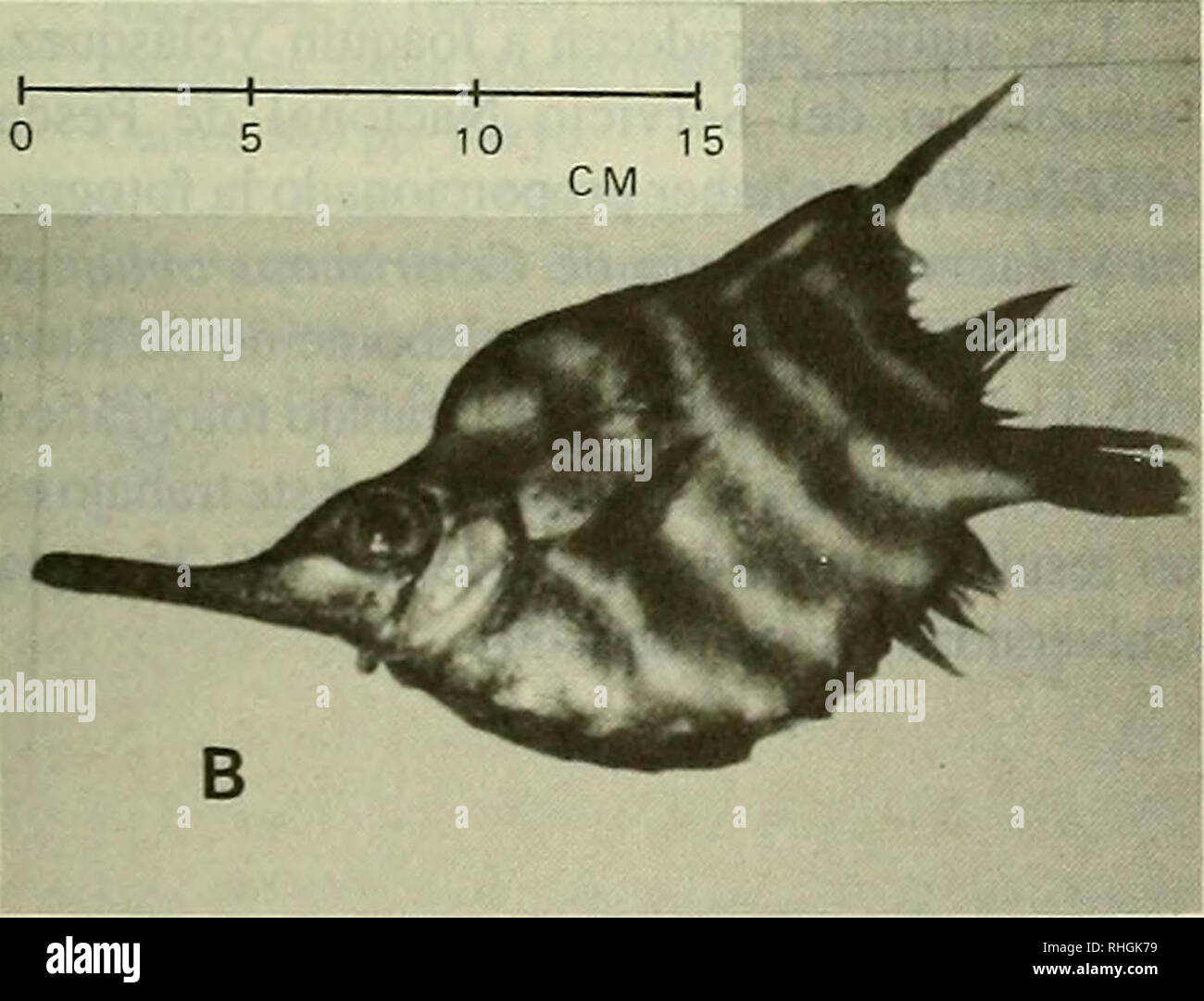 Especies del hemisferio sur hi-res stock photography and images - Alamy