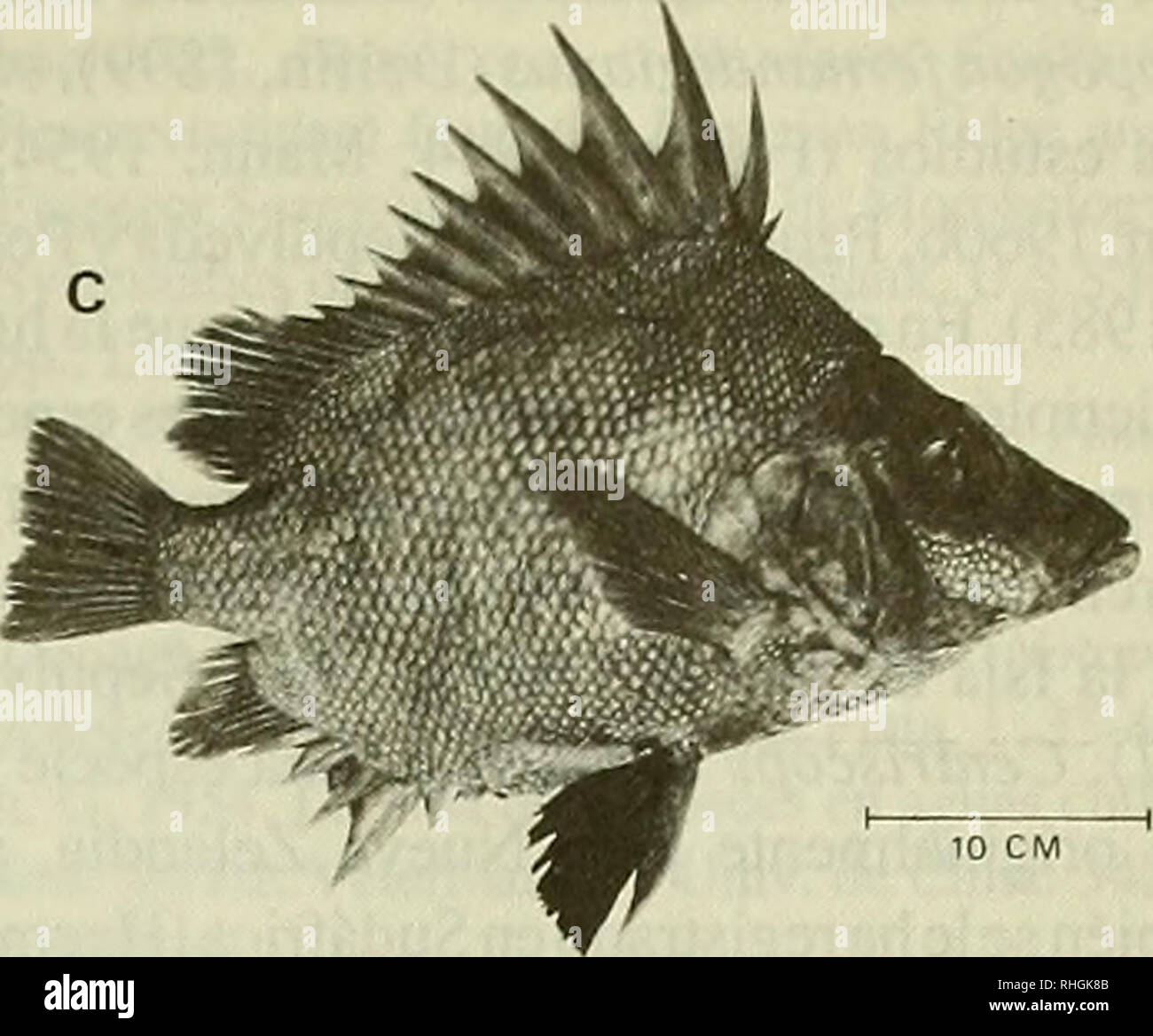 Orden taxonomico hi-res stock photography and images - Alamy